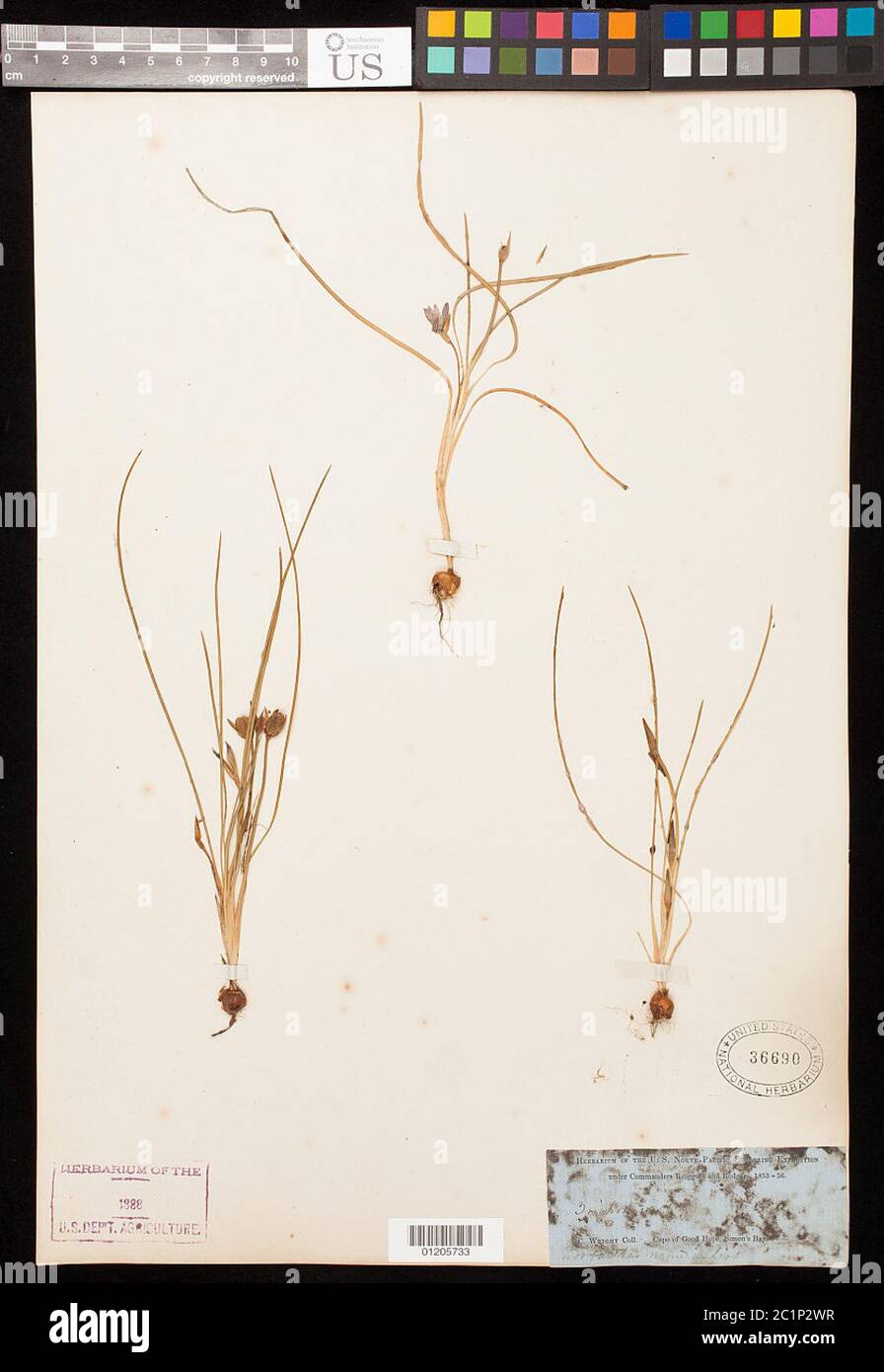 Romulea sp hi-res stock photography and images - Alamy