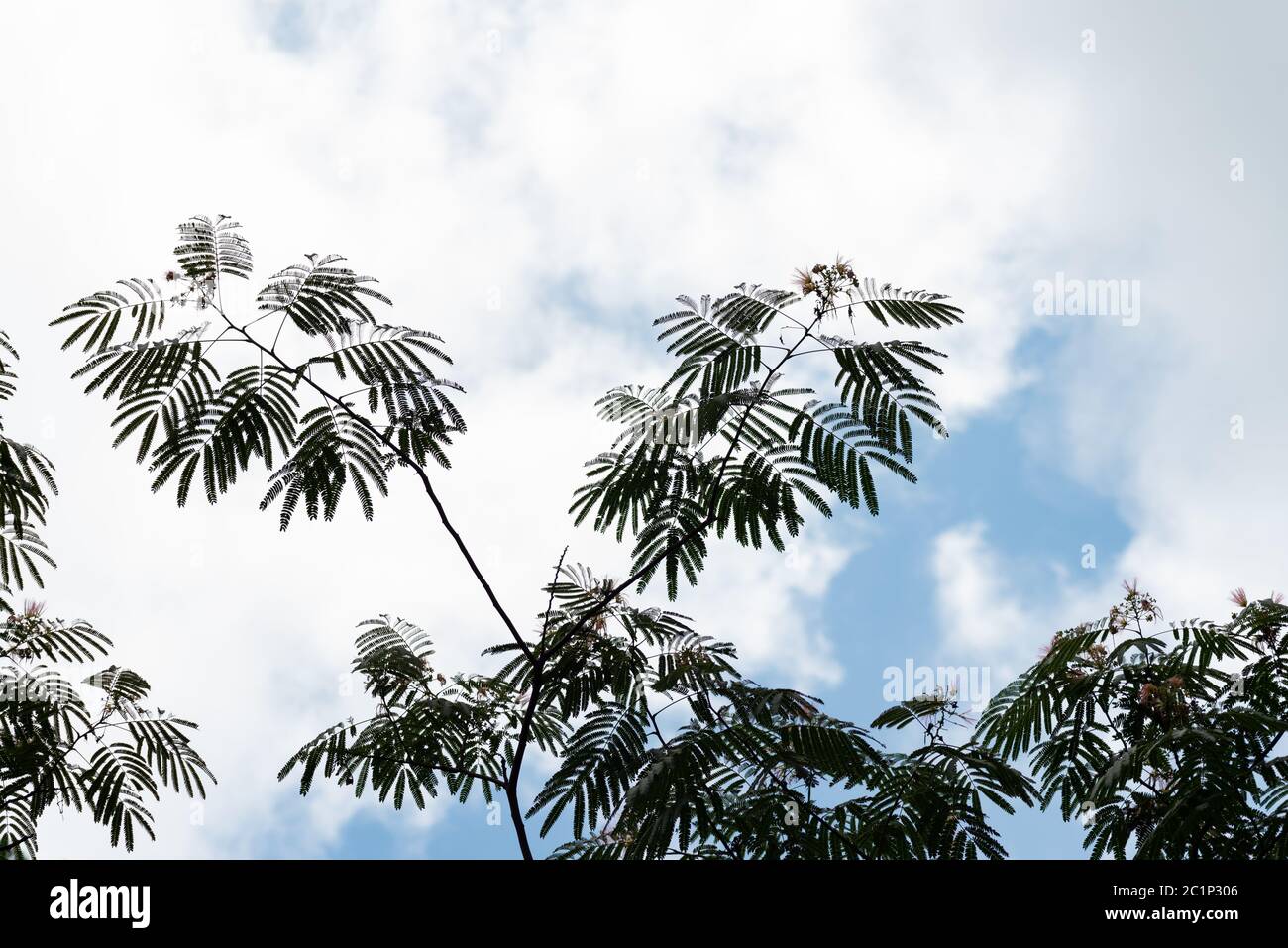 Mimosa tree also called silk tree against a blue sky and wispy white ...