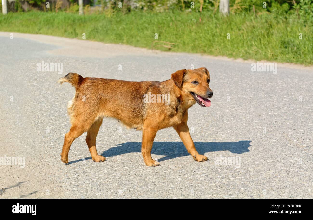 Cute female stray dog crossing the road Stock Photo - Alamy
