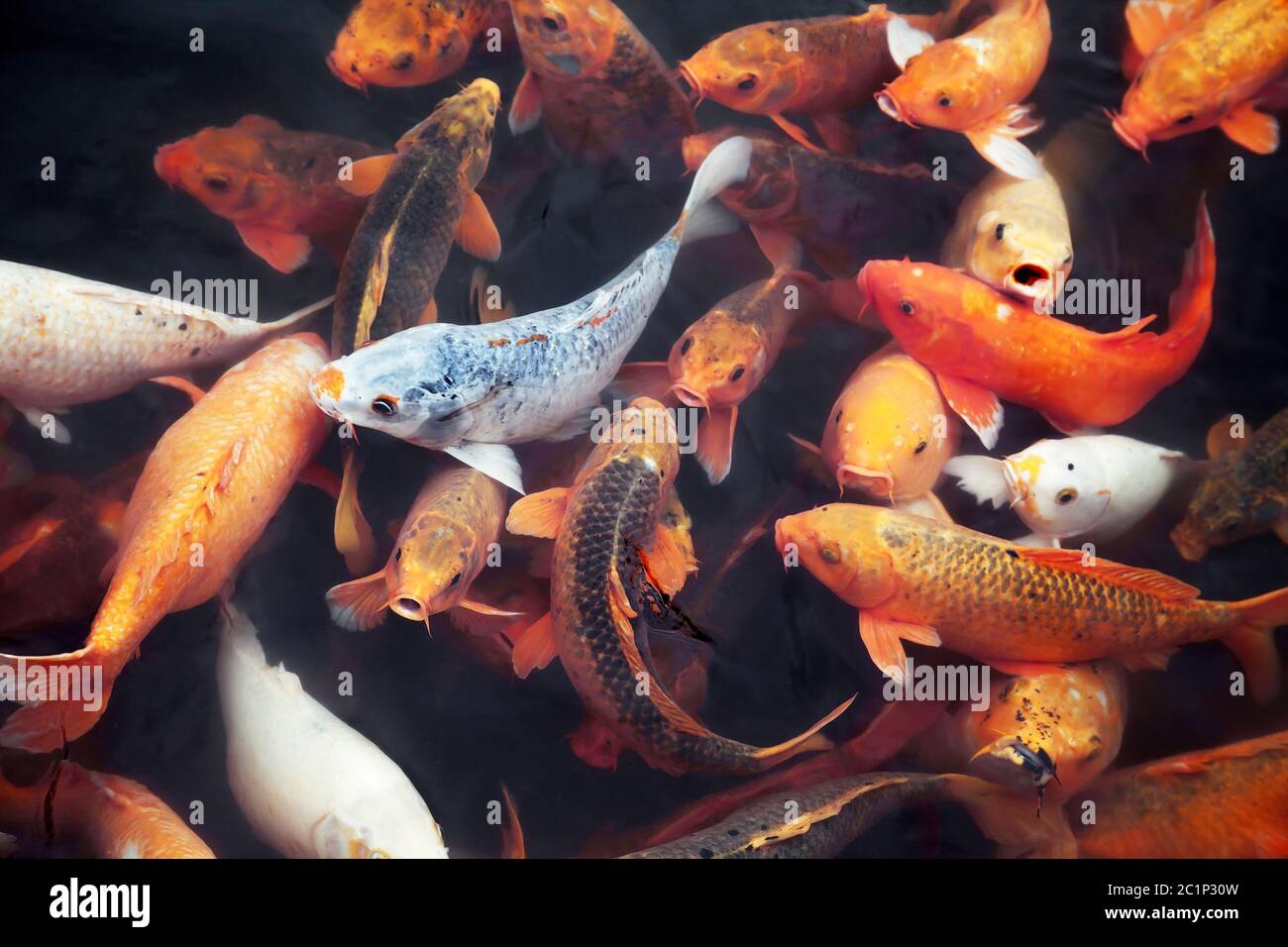 Many koi fish in a pond Stock Photo - Alamy