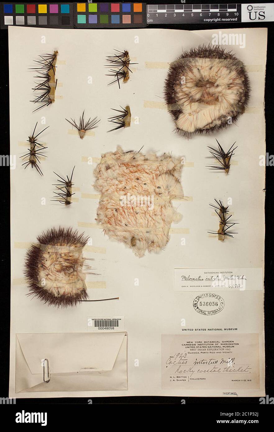 Melocactus intortus hi-res stock photography and images - Alamy