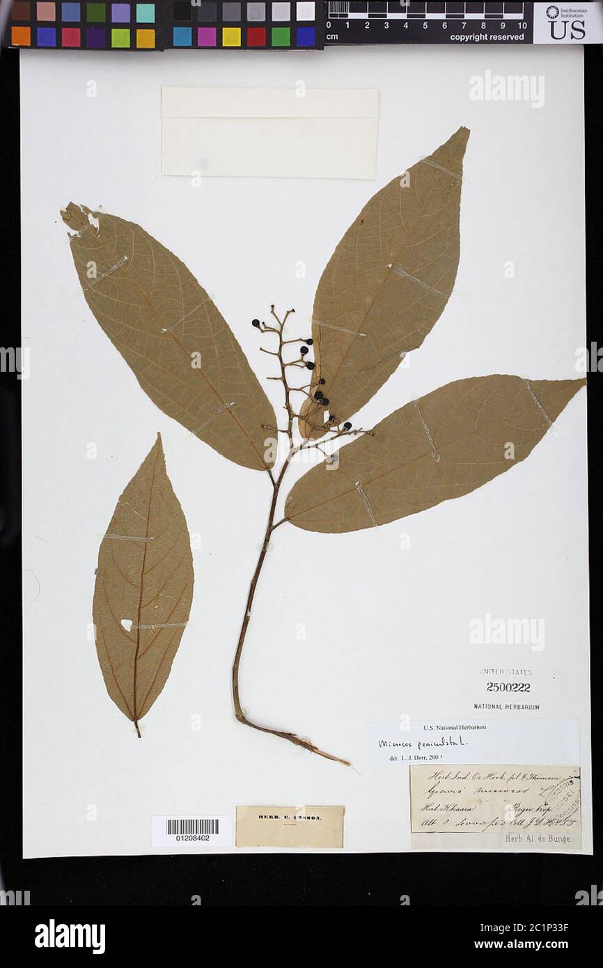 Microcos paniculata L Microcos paniculata L Stock Photo - Alamy