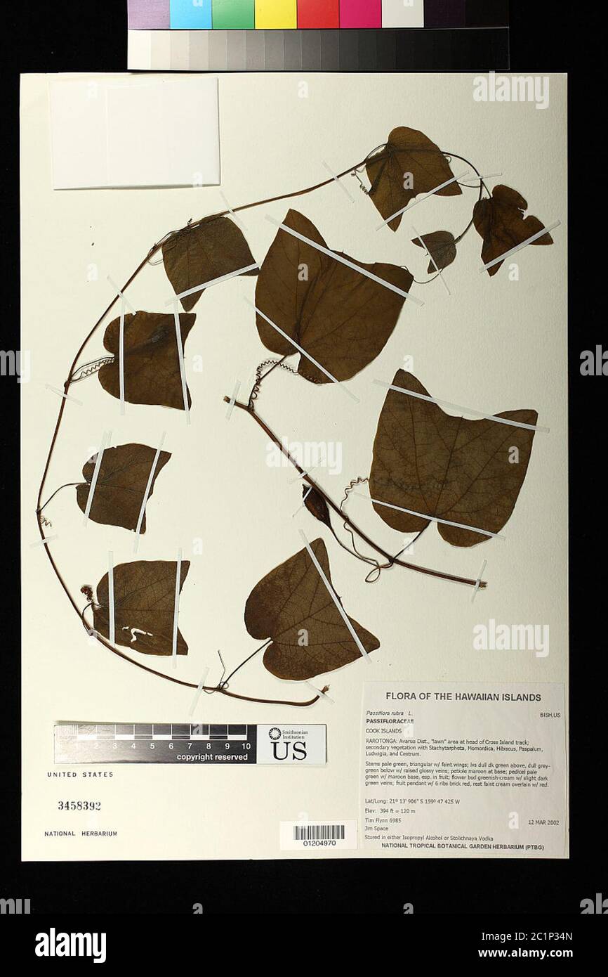 Passiflora rubra L Passiflora rubra L Stock Photo - Alamy