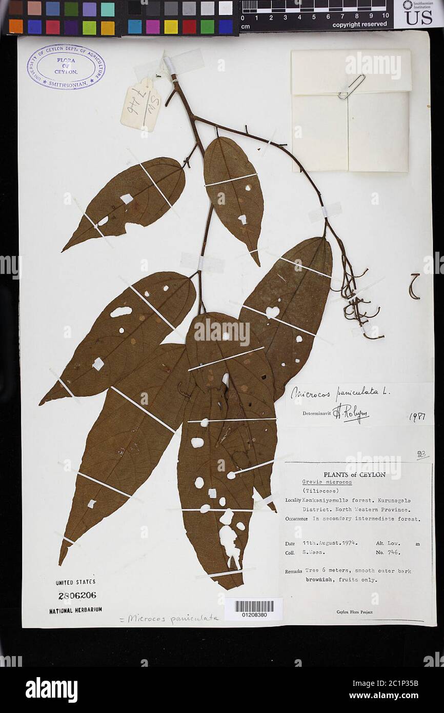 Microcos paniculata L Microcos paniculata L Stock Photo - Alamy