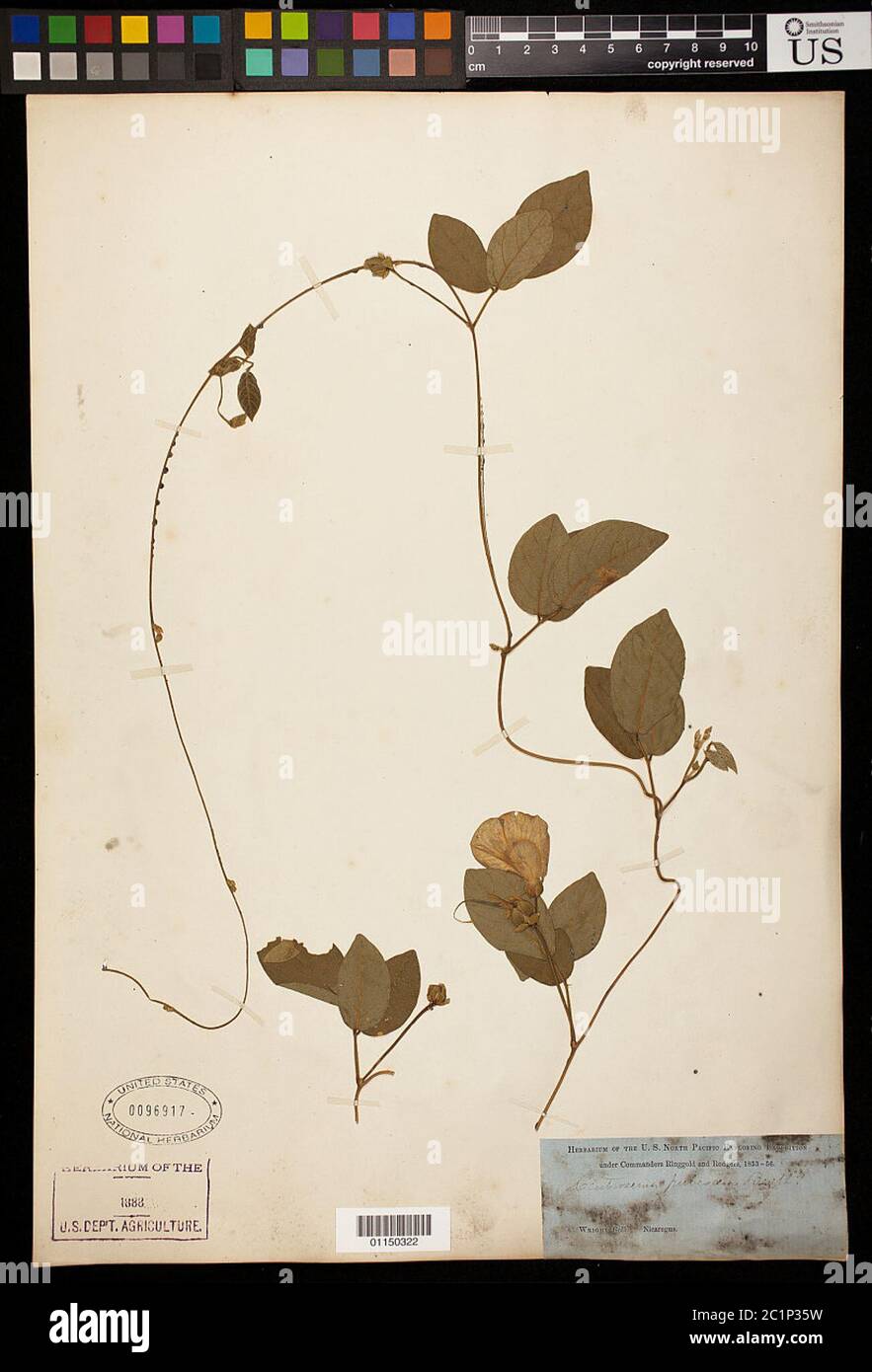 Centrosema pubescens Benth Centrosema pubescens Benth Stock Photo - Alamy