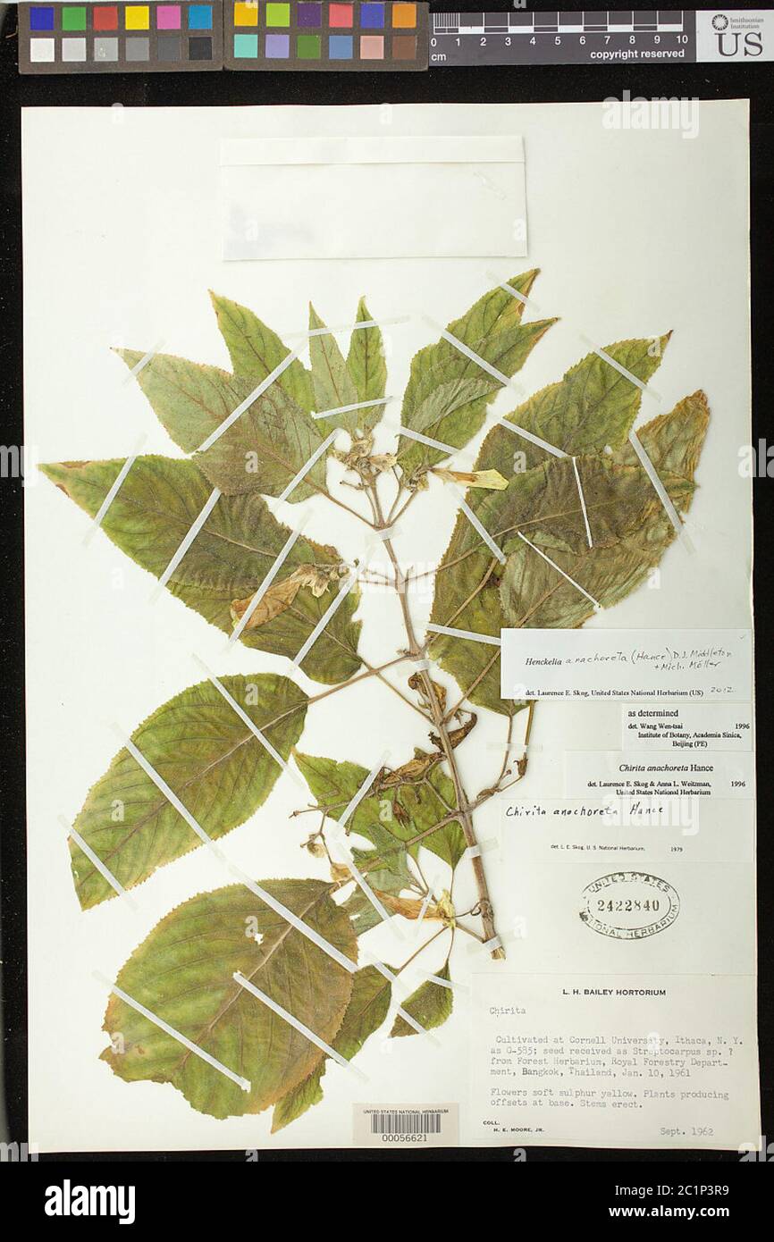 Henckelia anochoreta Henckelia anochoreta Stock Photo - Alamy