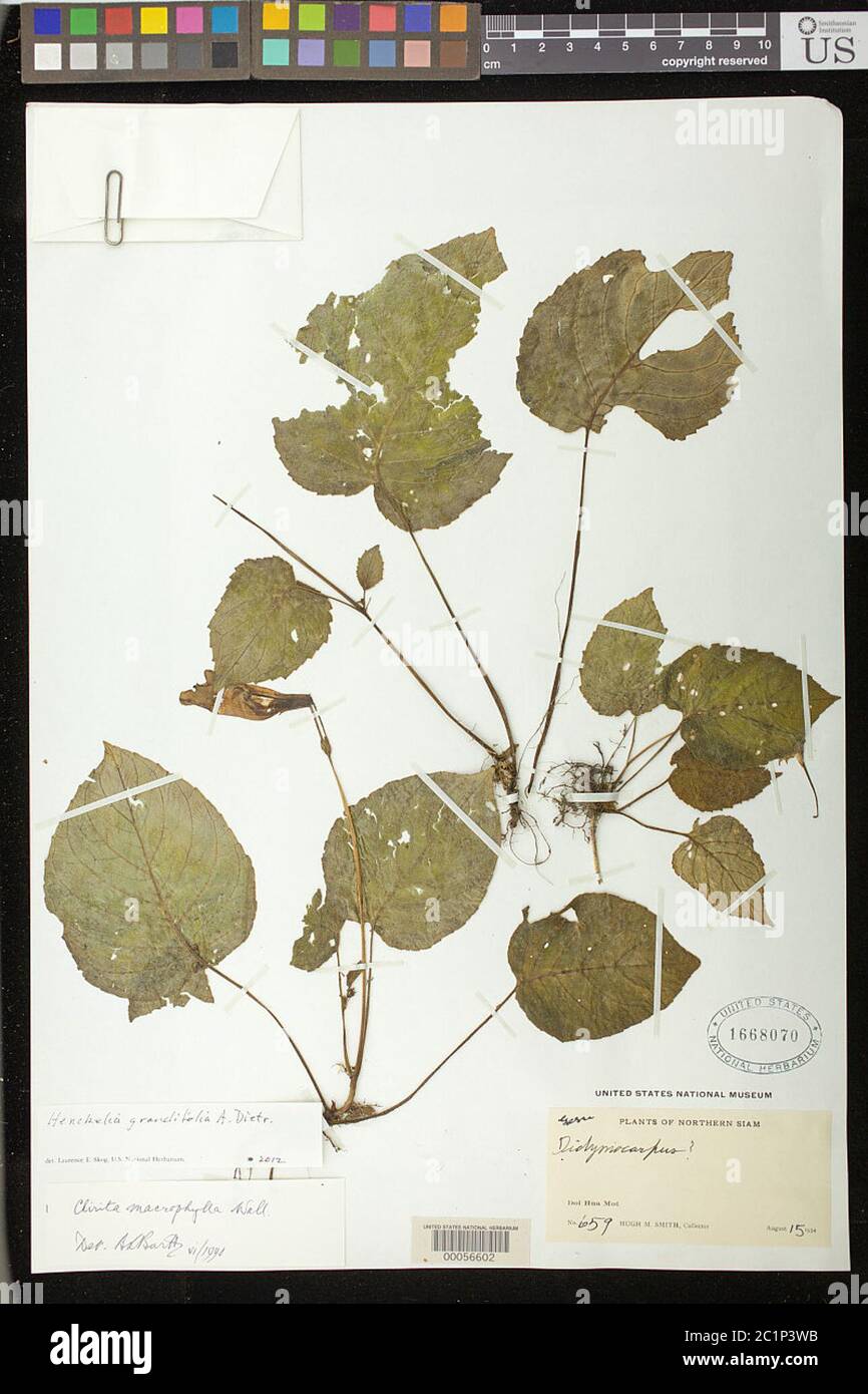 Henckelia grandifolia A Dietr Henckelia grandifolia A Dietr Stock Photo ...