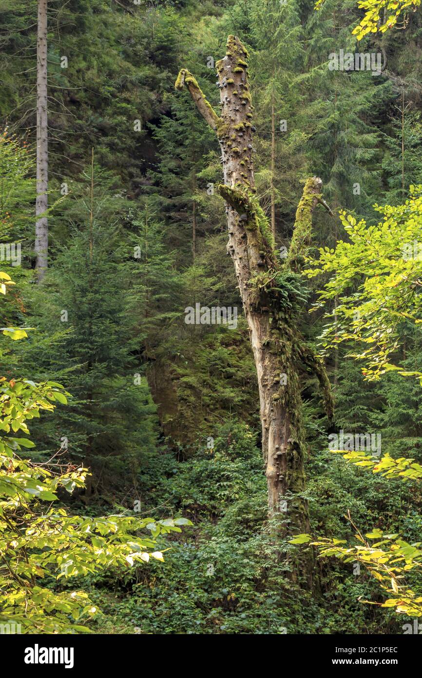 Herrnskretschen hi-res stock photography and images - Alamy