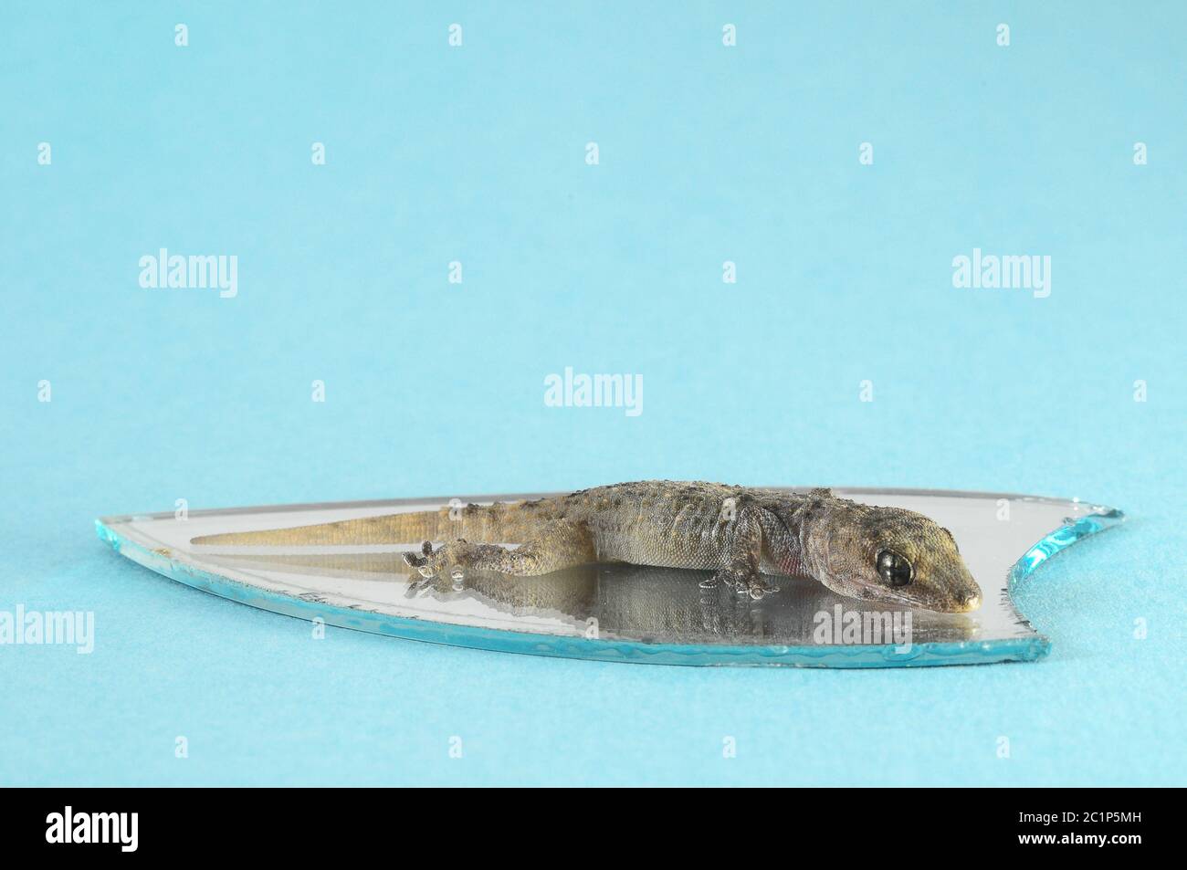 Gecko lizard wood hi-res stock photography and images - Alamy