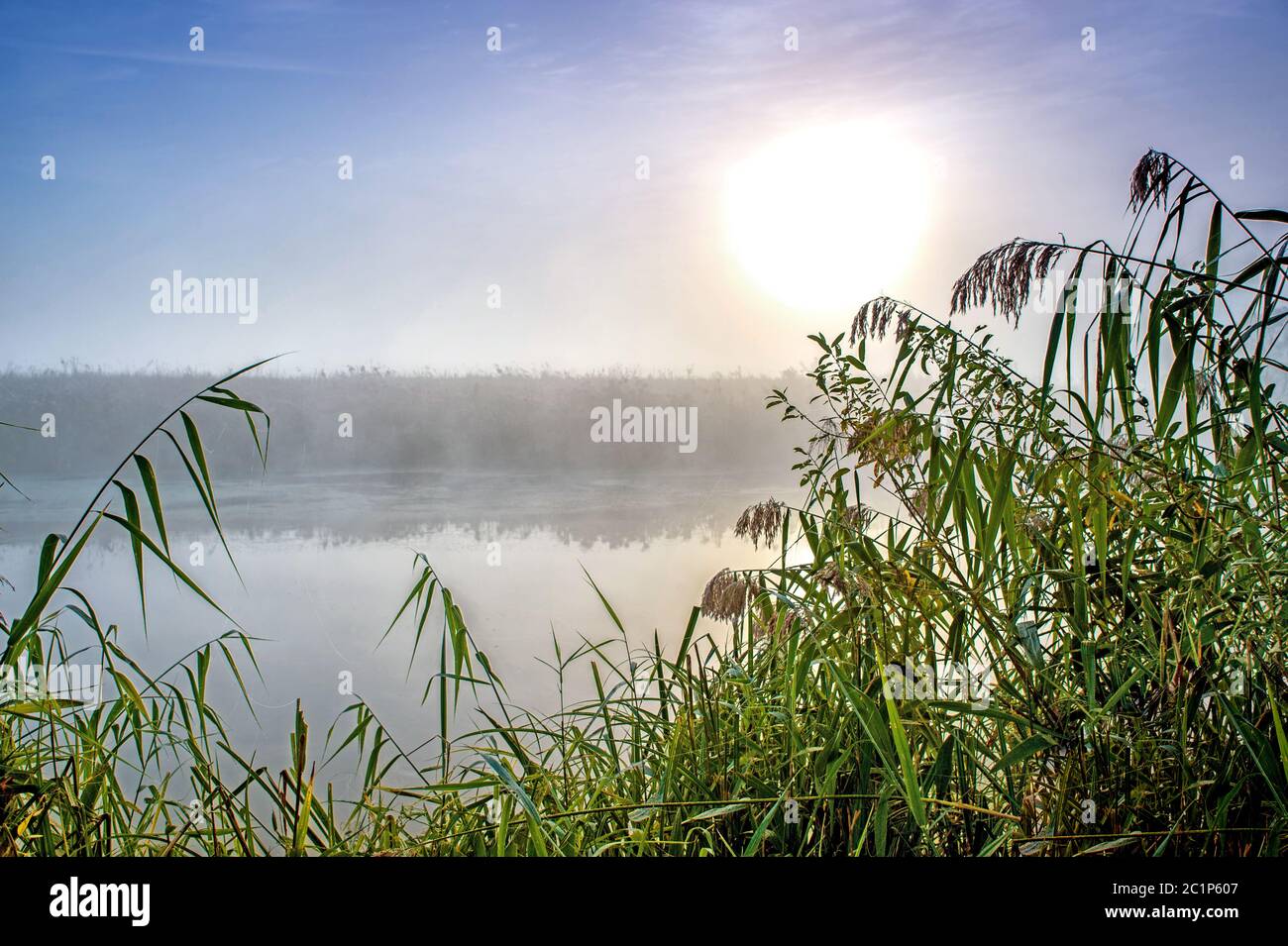 Incredible mystical morning landscape with rising sun, tree, reed and ...