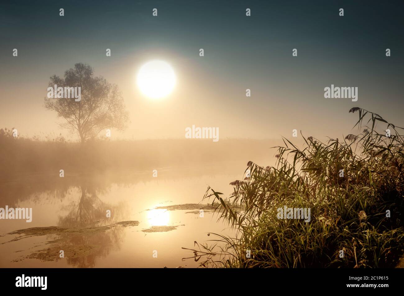 Incredible mystical morning landscape with rising sun, tree, reed and ...