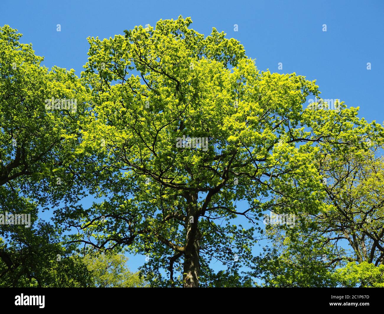 Oak tree fresh leaves spring hi-res stock photography and images - Alamy