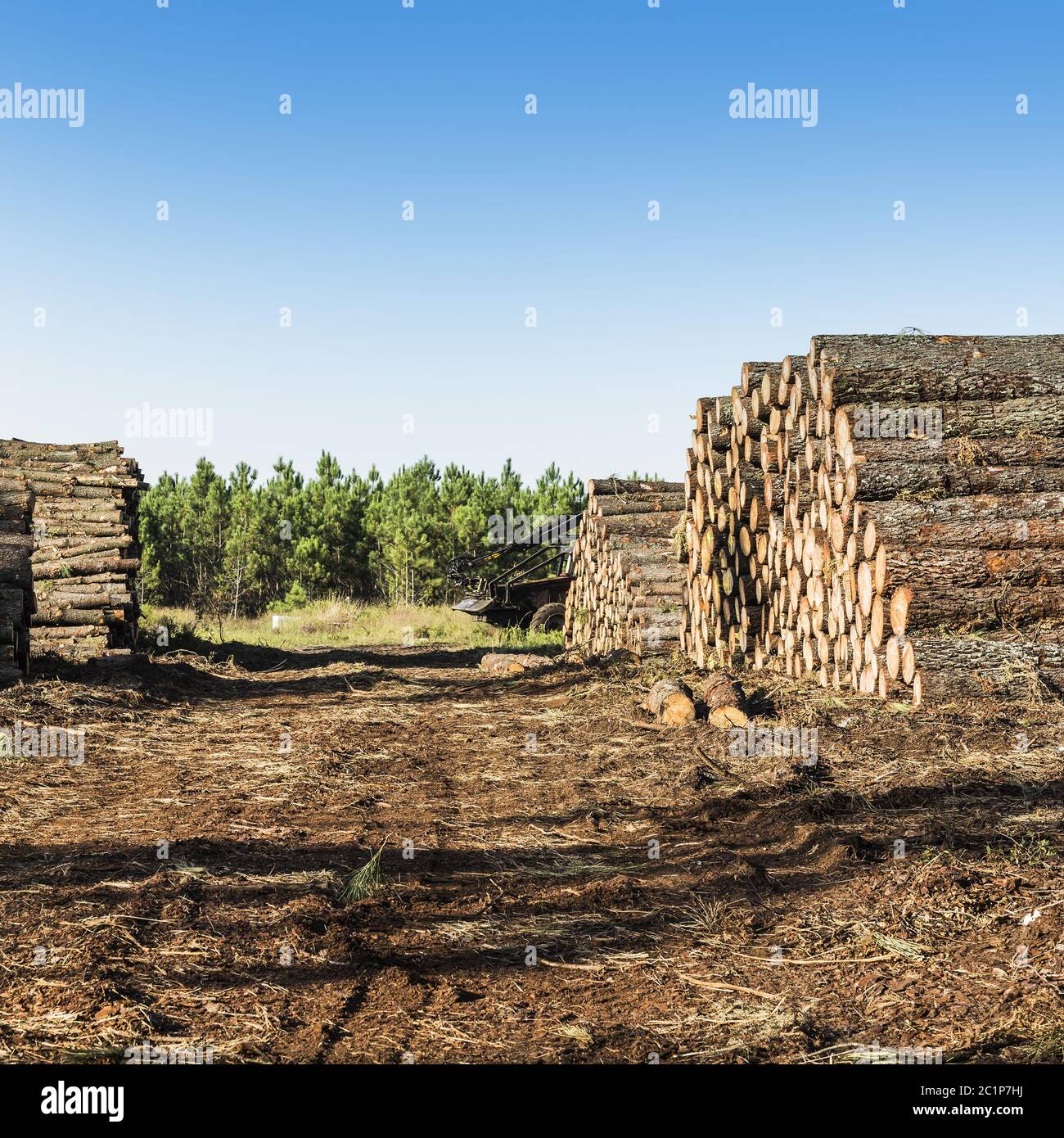 Burning wood in forest hi-res stock photography and images - Alamy
