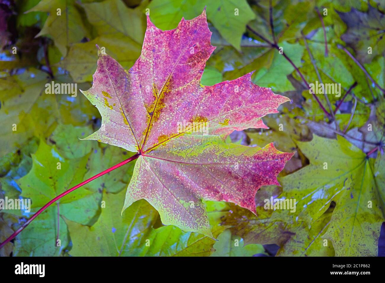 Bright yellow autumn maple hi-res stock photography and images - Alamy
