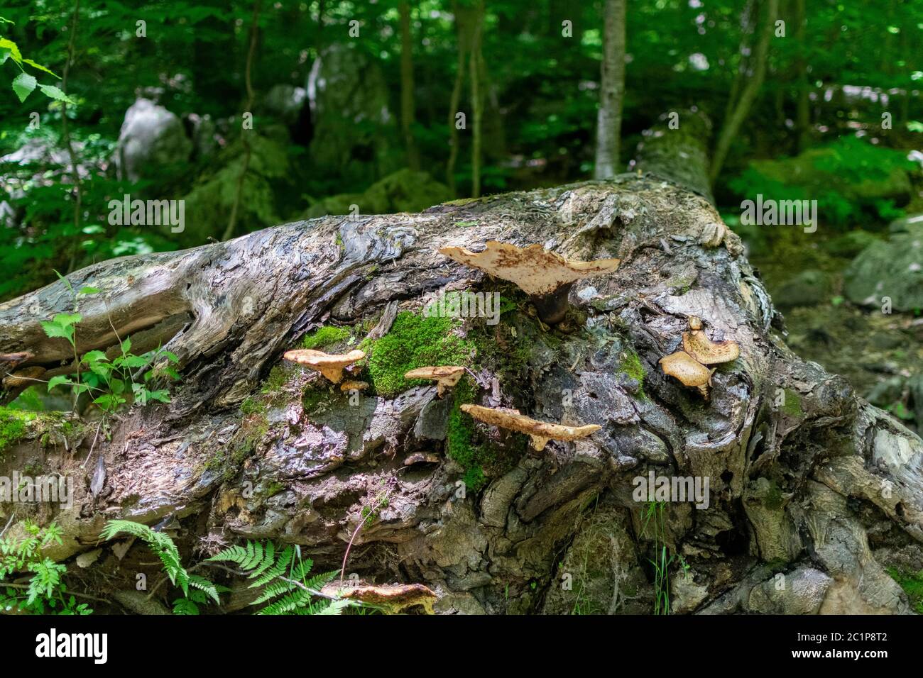 Dead tree with new growing tree hi-res stock photography and images - Alamy