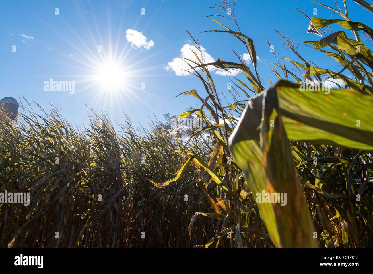 Corn field landscape hi-res stock photography and images - Alamy