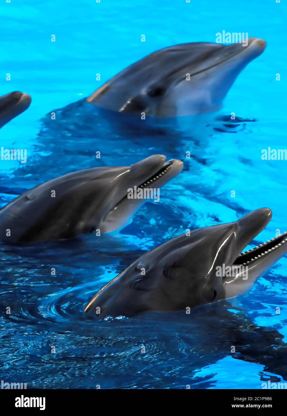 dolphin in blue water, digital photo picture as a background Stock ...