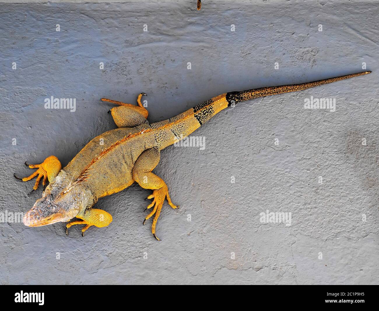 Male Iguana High Resolution Stock Photography and Images - Alamy