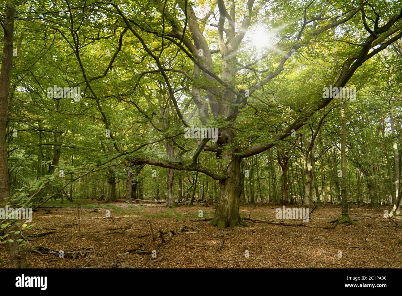 Primeval Forest on Darss in Germany Stock Photo - Alamy
