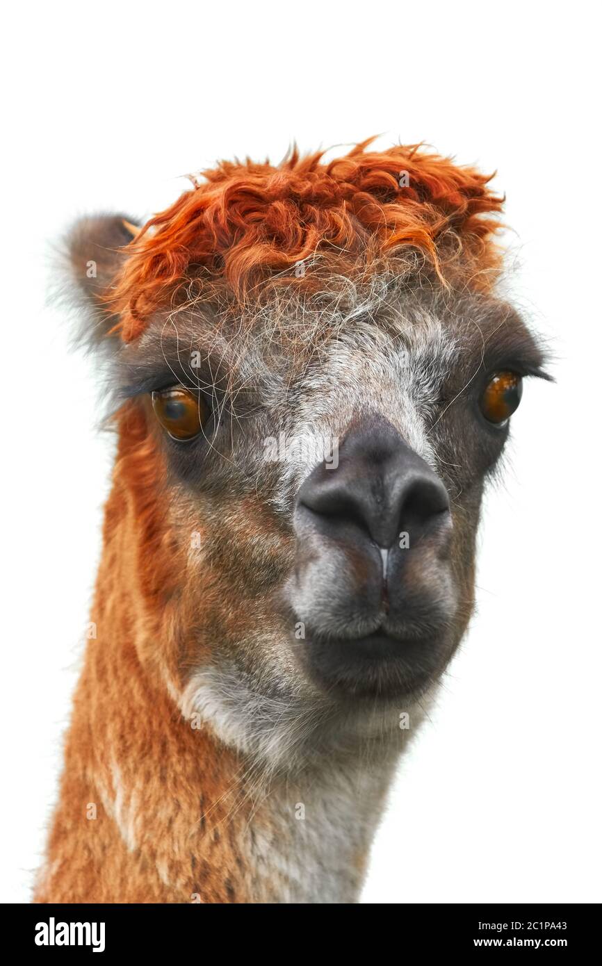 Portrait of Alpaca Stock Photo - Alamy