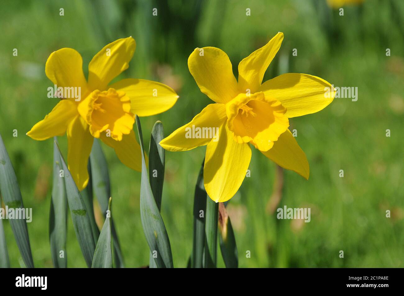 Easter bells hi-res stock photography and images - Alamy
