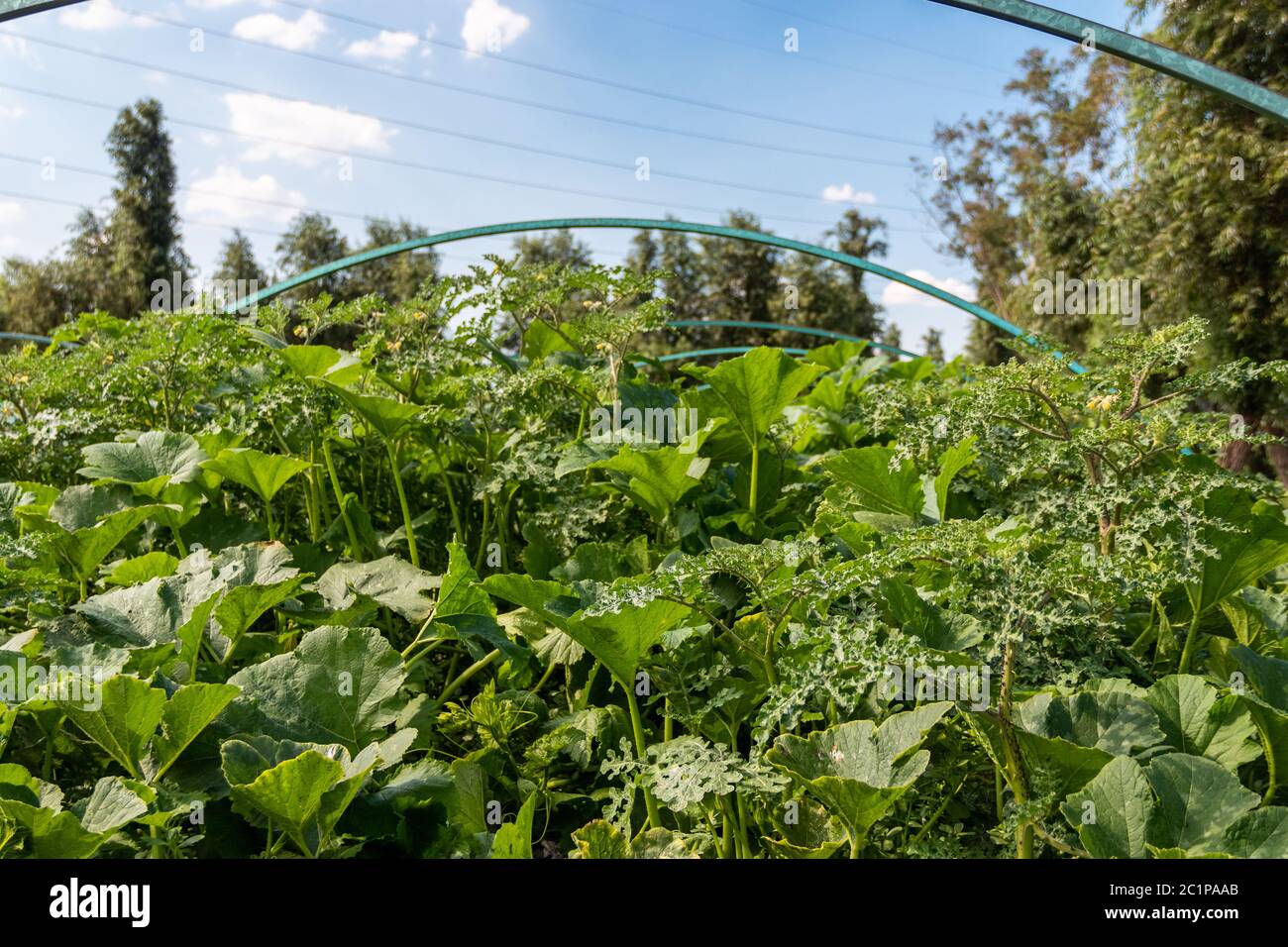 Natural organic vegetables grown in nourished soil. Agricultural plant ...