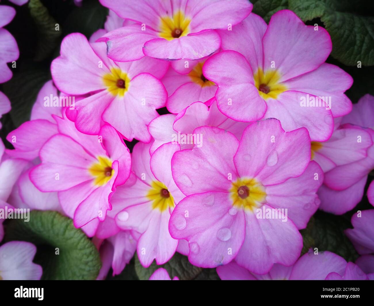 Pretty pink primrose flowers, variety Woodland Delight, with water ...