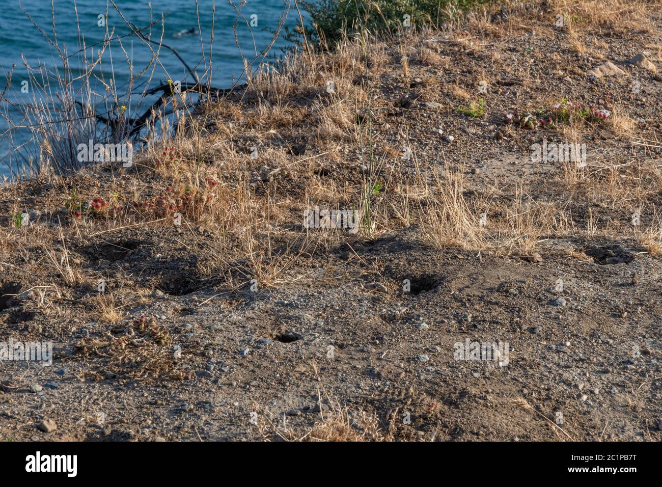 Gopher peeking out of hole hi-res stock photography and images - Alamy