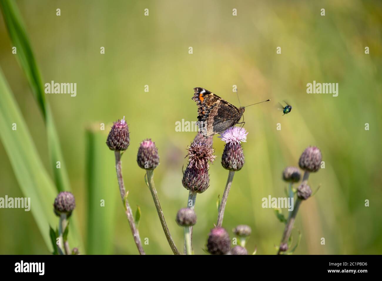 Little fox butterfly hi-res stock photography and images - Alamy