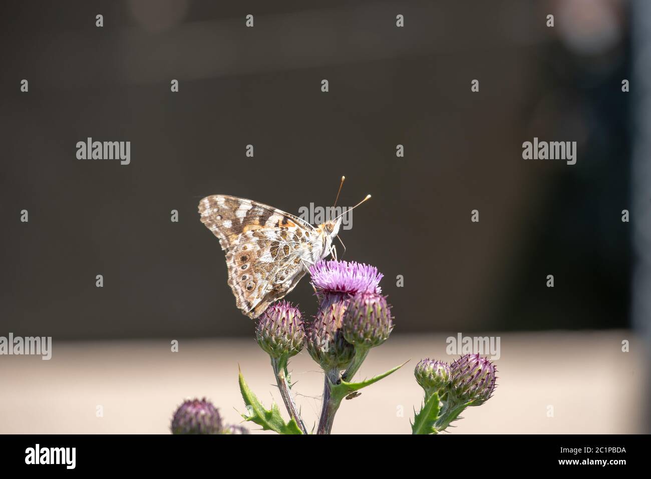 Photographing butterfly hi-res stock photography and images - Alamy