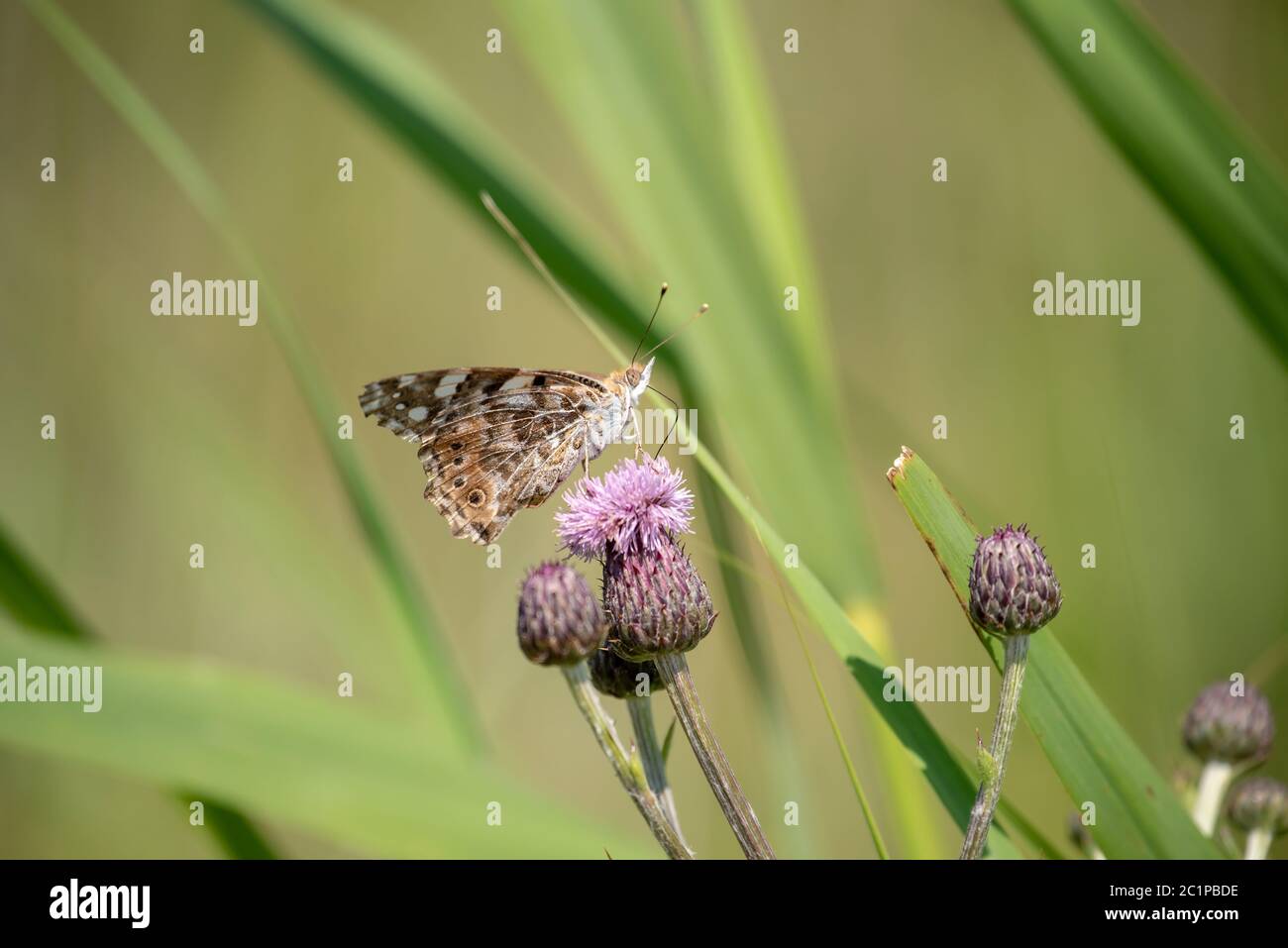 Insect thistle hi-res stock photography and images - Alamy