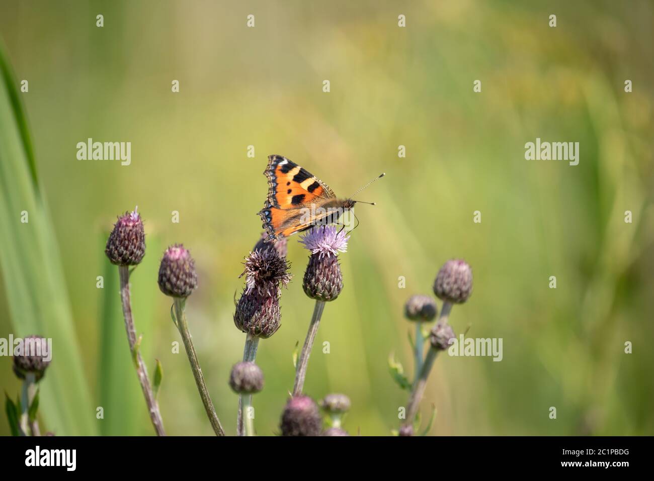 Little fox butterfly hi-res stock photography and images - Alamy