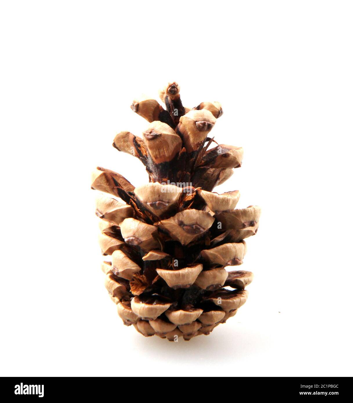 Large Natural Pine Cone Isolated On White Background Stock Photo - Alamy