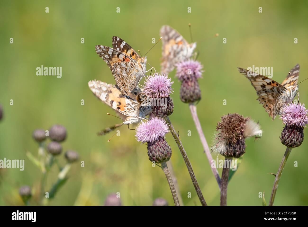 Sting thistle hi-res stock photography and images - Alamy