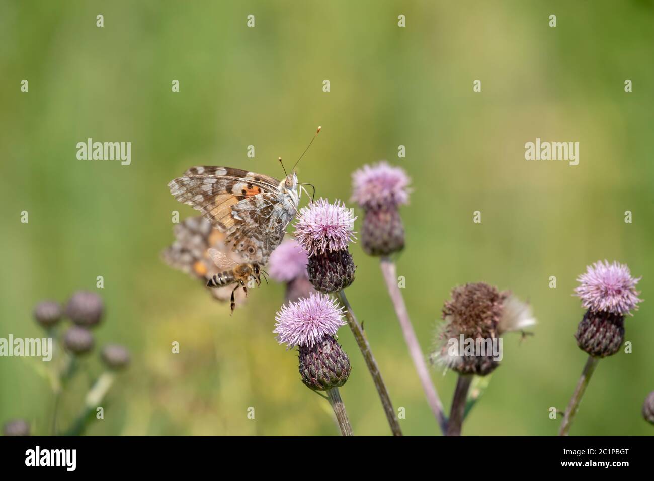 Milk thistle butterfly hi-res stock photography and images - Alamy