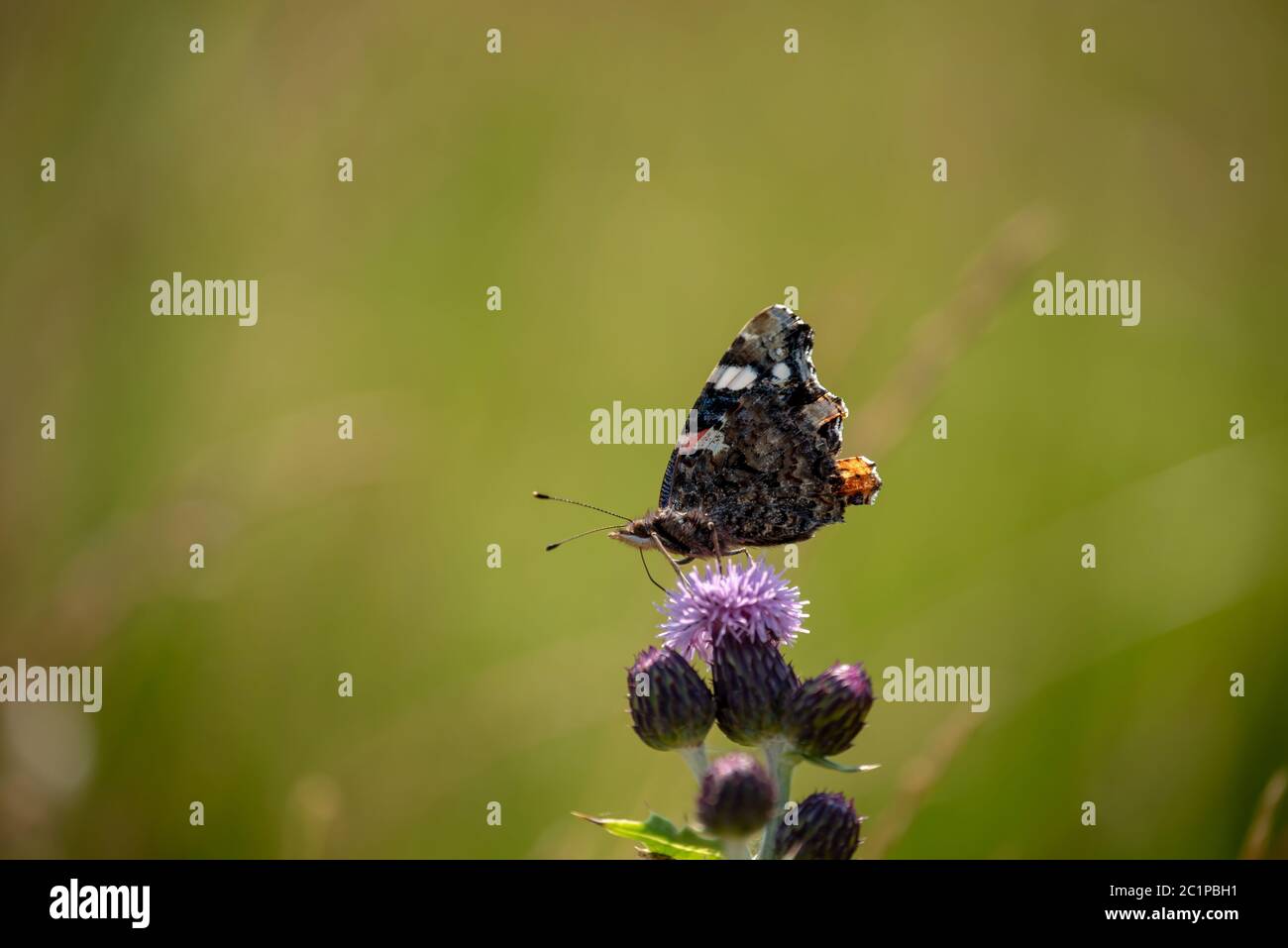 Precious thistle hi-res stock photography and images - Alamy