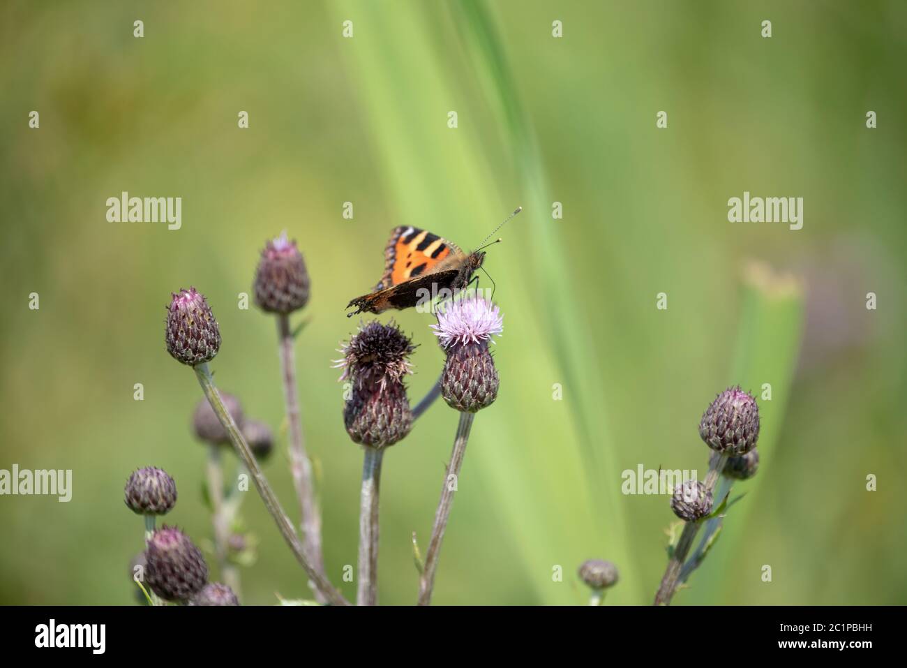 Little fox butterfly hi-res stock photography and images - Alamy