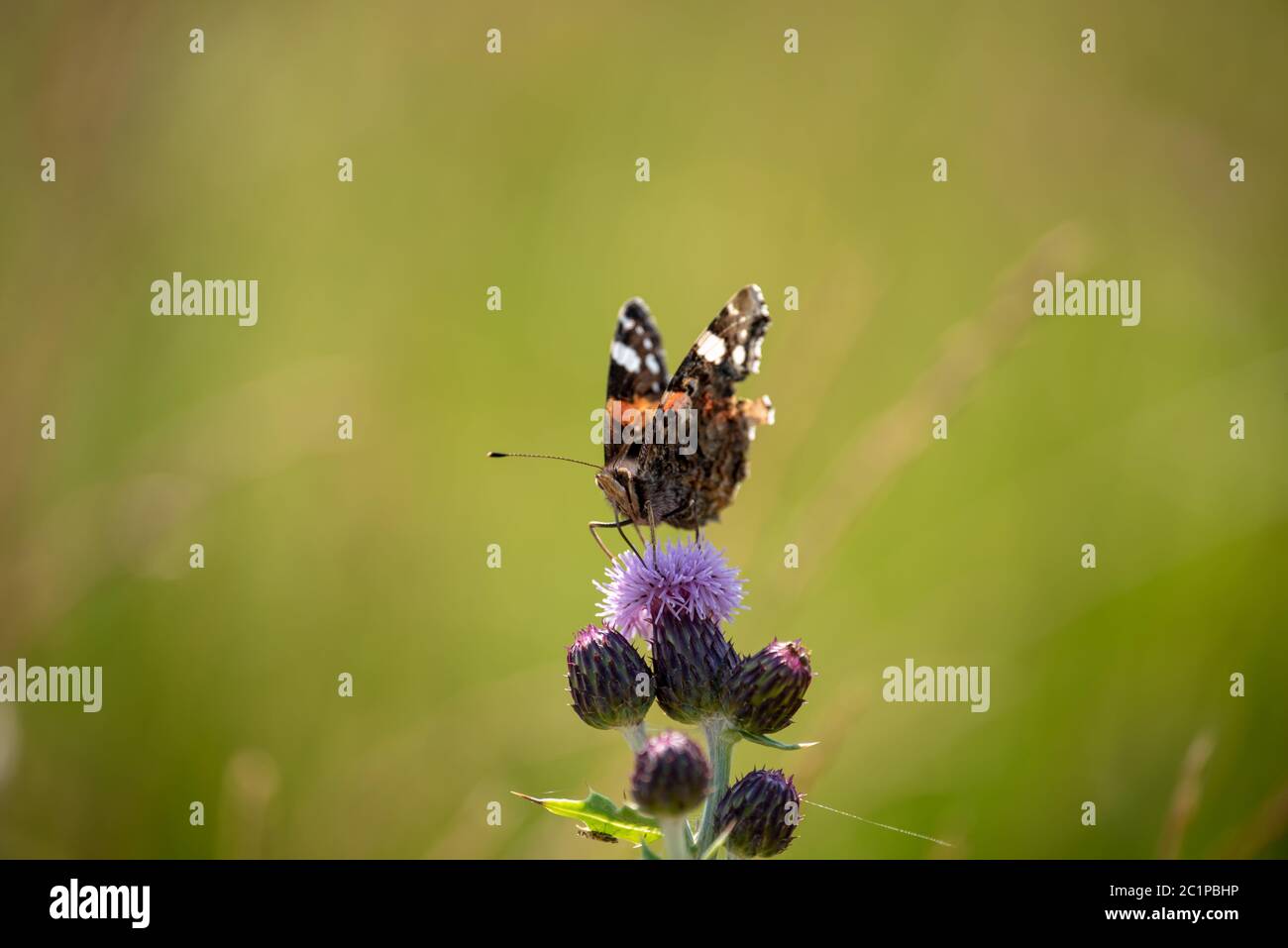 Insect thistle hi-res stock photography and images - Alamy
