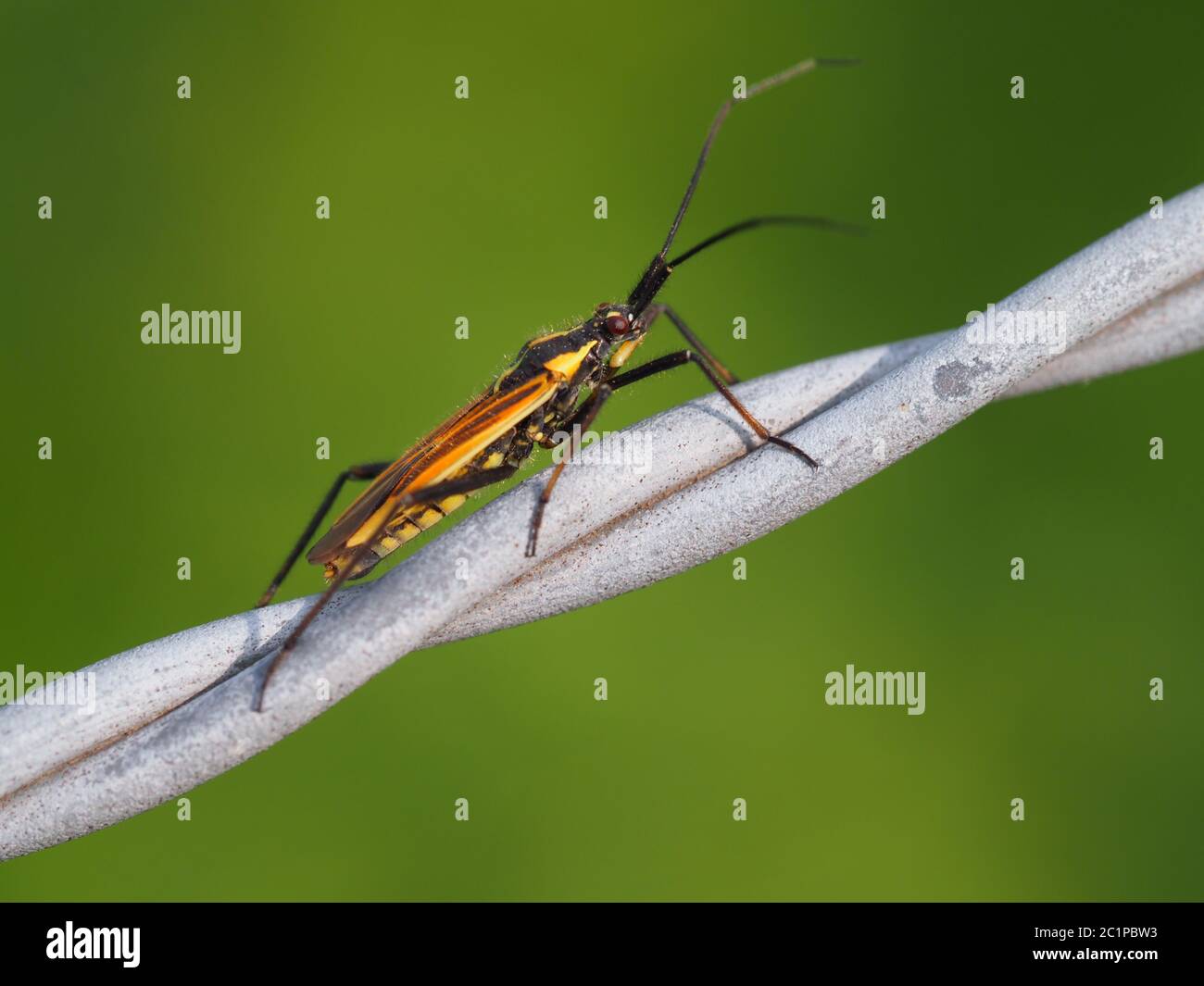 long-haired dagger bug Stock Photo - Alamy