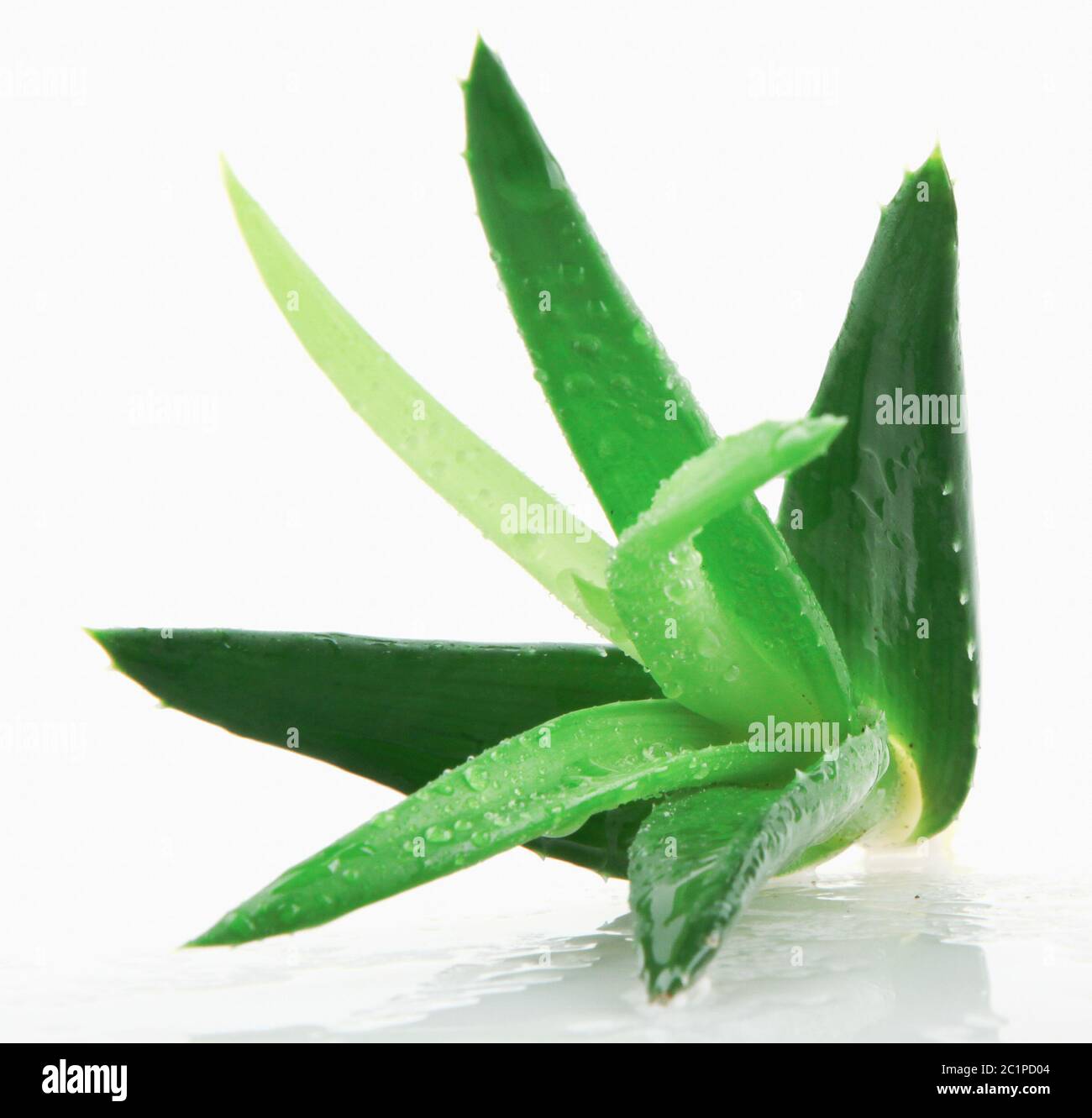 Aloe Vera Plant On White Background Stock Photo - Alamy