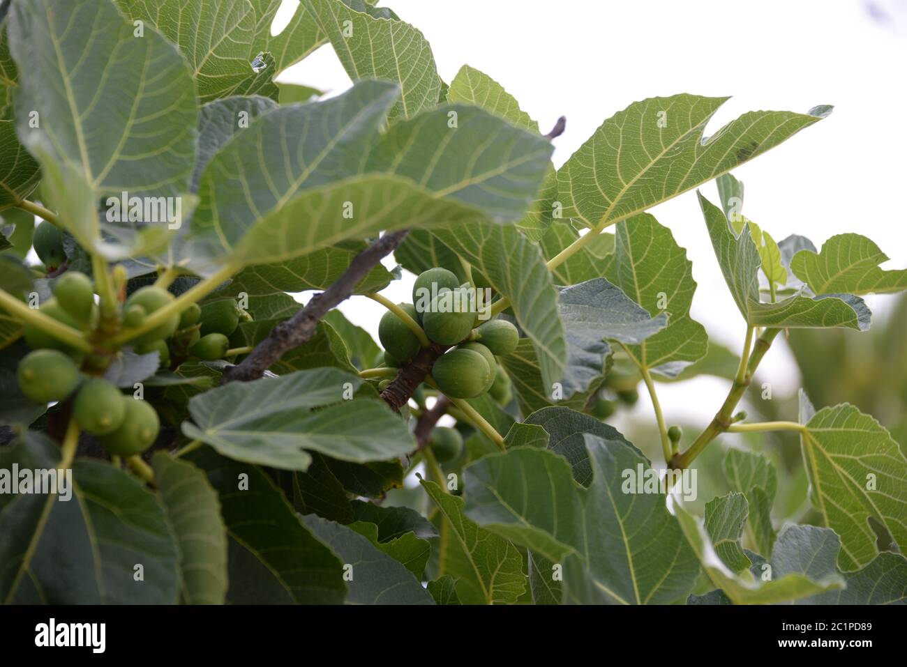 small figs and fresh leaves on the fig tree, Costa Blanca, Spain Stock ...