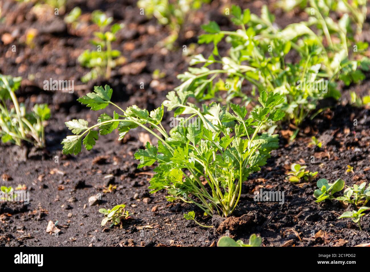 Natural organic vegetables grown in nourished soil. Agricultural plant ...