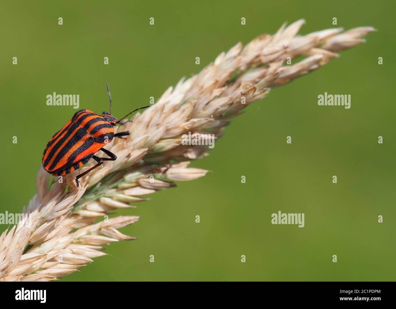Bug insect plant hi-res stock photography and images - Alamy