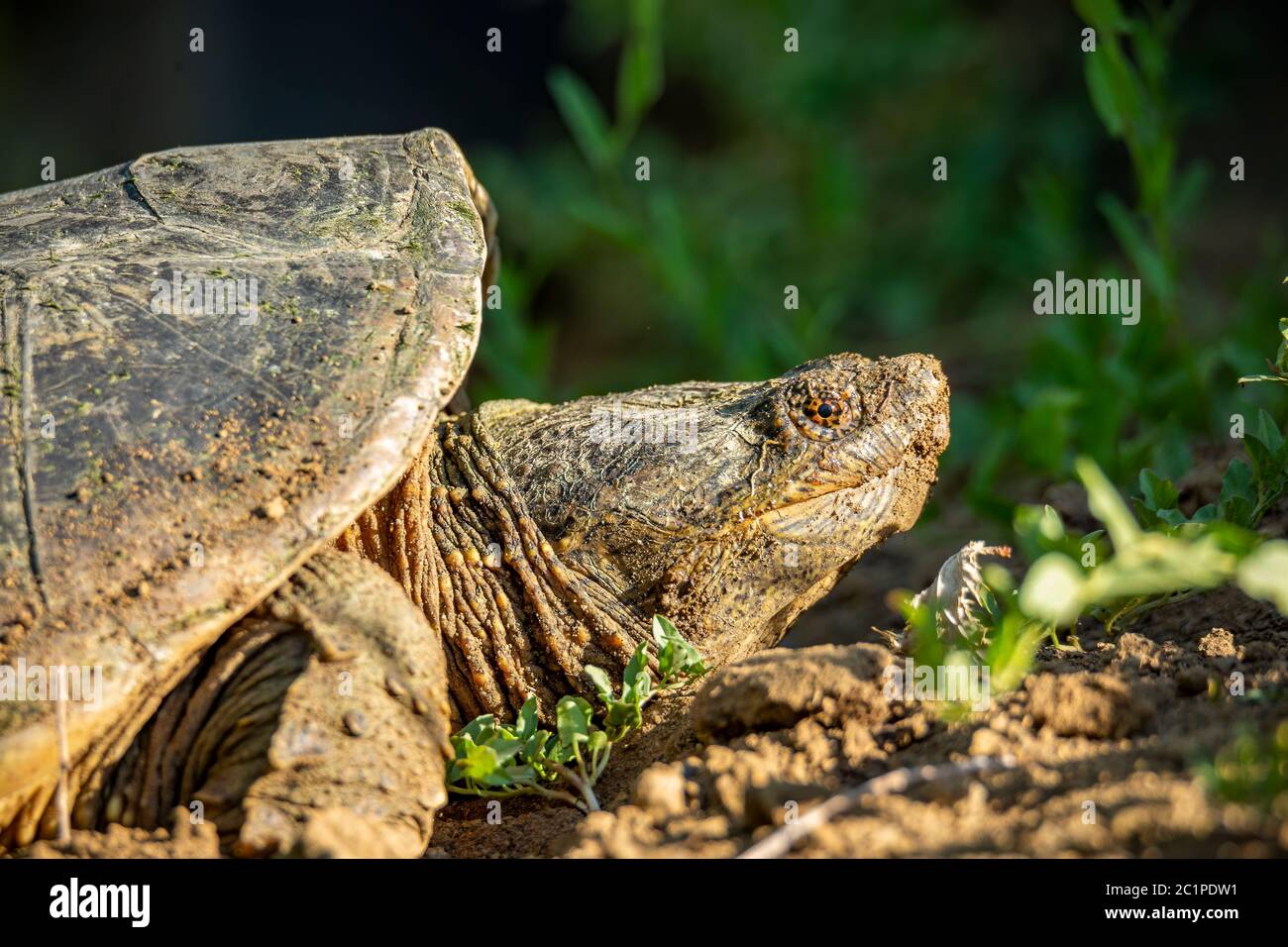 Female reptile hi-res stock photography and images - Alamy
