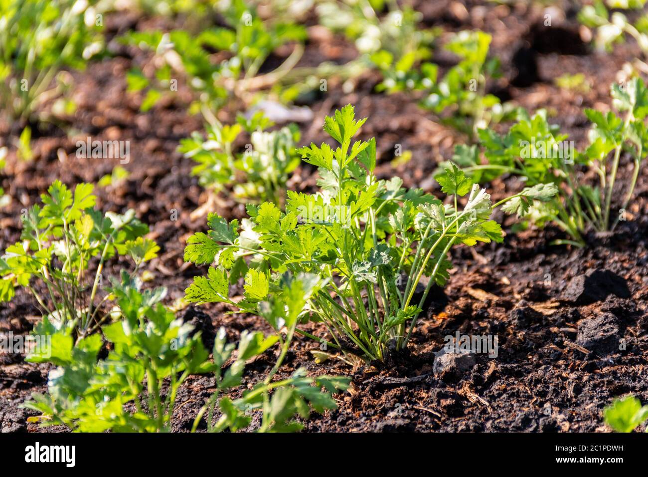 Natural organic vegetables grown in nourished soil. Agricultural plant ...