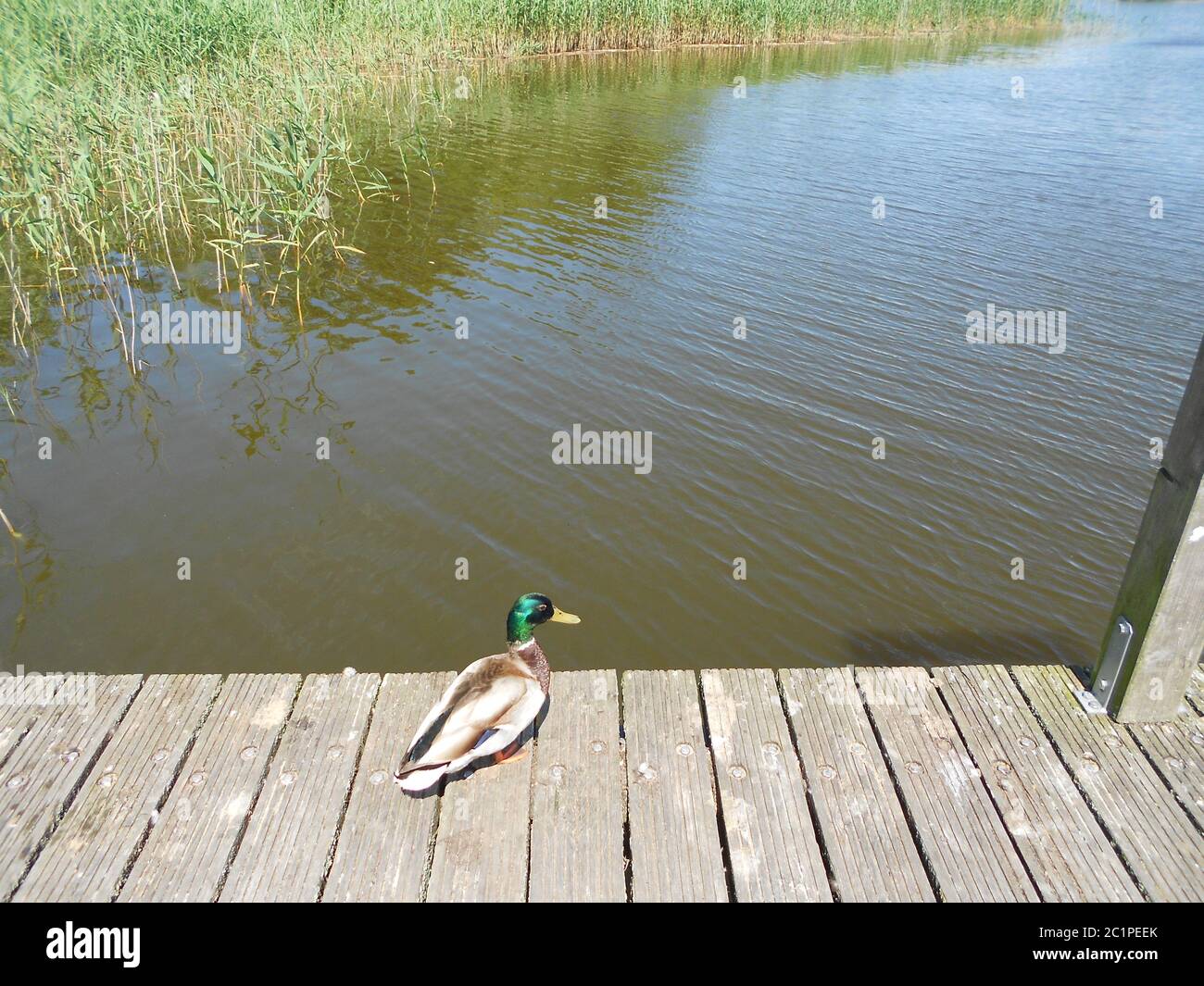 Mallard lake hi-res stock photography and images - Alamy