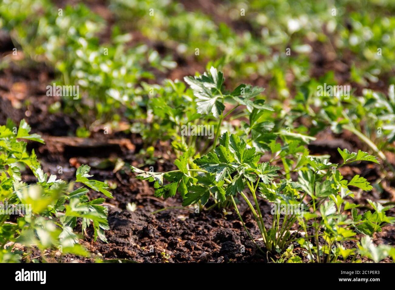 Natural organic vegetables grown in nourished soil. Agricultural plant ...