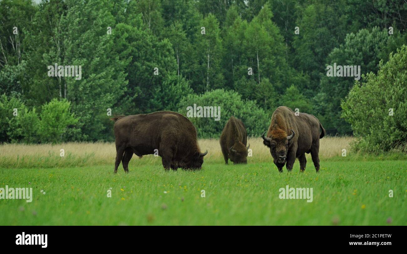 Aurochs hi-res stock photography and images - Alamy