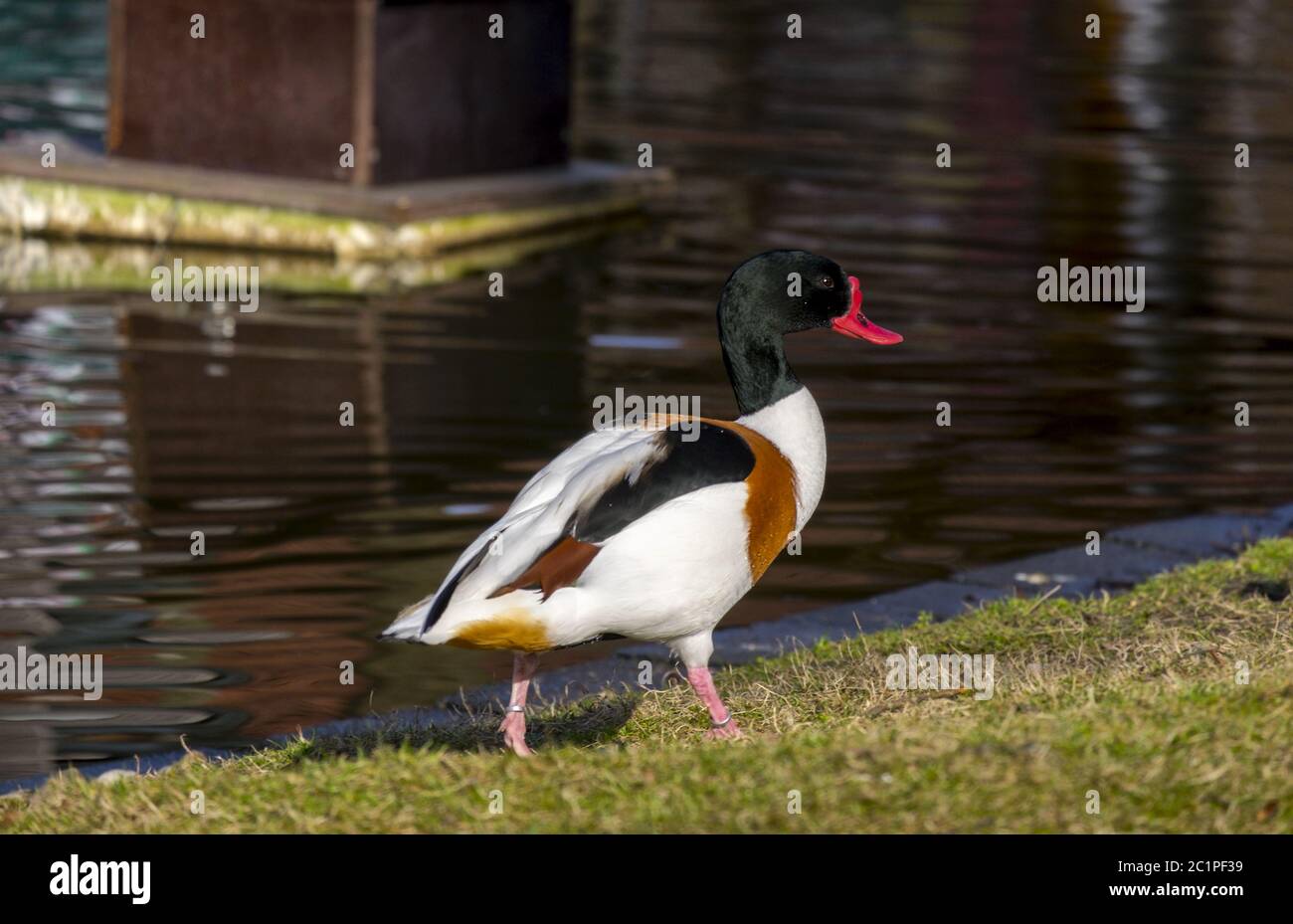 Brandgans hi-res stock photography and images - Alamy