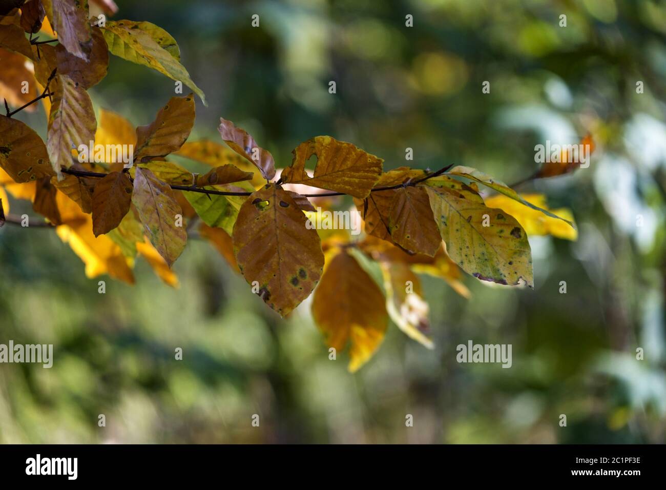 Branch of a beech hi-res stock photography and images - Alamy